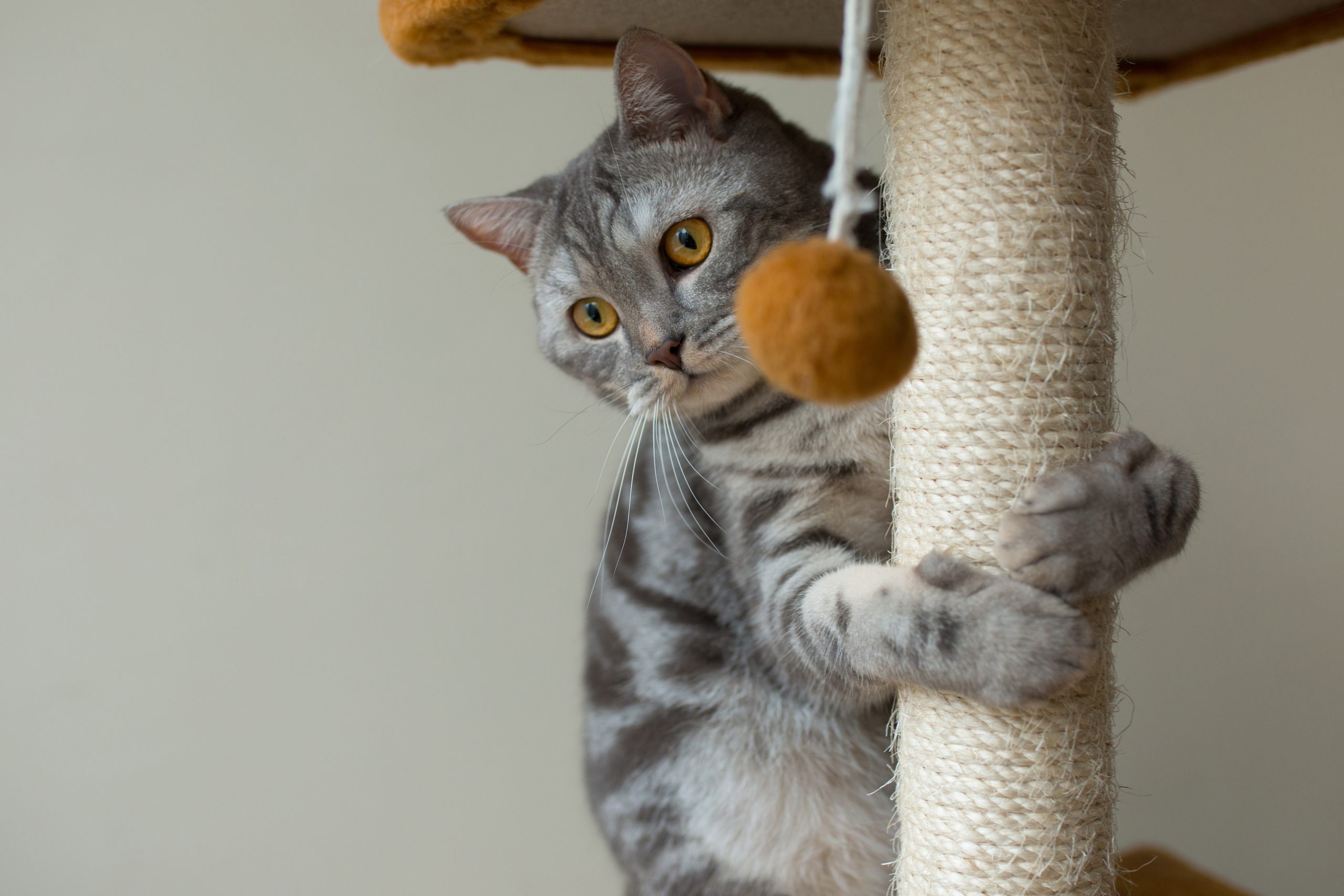 Maximizing the Fun: Essential Tips for Cat Playtime - The Veterinary ...